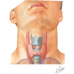 Larynx