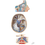 Contents of the Orbit: Vascular Supply