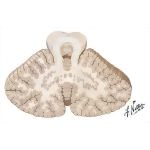 Interior of Cerebellum