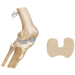 Disorders of the Knee