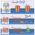 Cholinergic Receptors