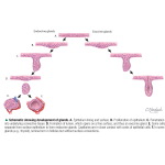 Schematic Showing Development of Glands
