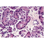 Light Micrograph of Part of the Exocrine Pancreas