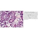 Light Micrograph of Part of the Exocrine Pancreas