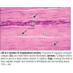 Light Micrograph of a Tendon In Longitudinal Section