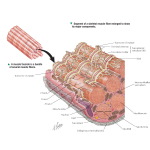 Segment of a Skeletal Muscle Fiber Enlarged to Show Its Major Components