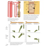 Normal Potassium Reabsorption and Secretion