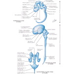 Formation of the Brain