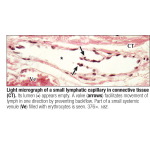 Light Micrograph of a Small Lymphatic Capillary In Connective Tissue
