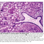 Light Micrograph of a Mucous Gland In the Palatine Tonsil