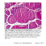 Light Micrograph of the Thyroid at Low Magnification
