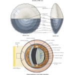 Anatomy of the Lens