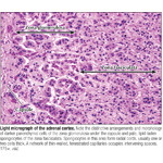 Light Micrograph of the Adrenal Cortex