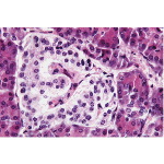 Light Micrograph of the Pancreas