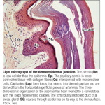 Light Micrograph of the Dermoepidermal Junction