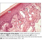 Light Micrograph of the Gingiva