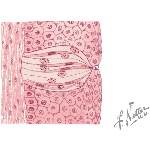 Section of Taste Bud