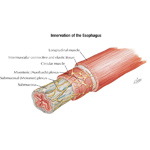Innervation of the Esophagus