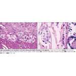 Light Micrographs of the Myenteric (Left) and Submucosal (Right ...