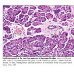 Light Micrograph of the Exocrine Pancreas at Low Magnification