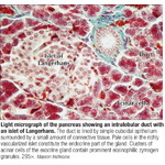 Light Micrograph of the Pancreas Showing an Intralobular Duct With an ...