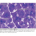 Light Micrograph of the Exocrine Pancreas