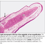 Light Micrograph of the Tip of the Epiglottis at Low Magnification