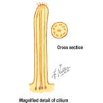 Magnified Detail of Cilium