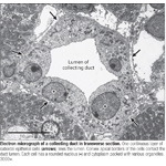 Electron Micrograph of a Collecting Duct In Transverse Section