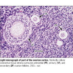 Light Micrograph of Part of the Ovarian Cortex
