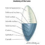 Anatomy of the Lens