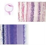 Light Micrographs Comparing Retinal Layers of Human (Above) and Avian ...