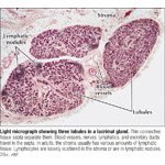 Light Micrograph Showing Three Lobules In a Lacrimal Gland