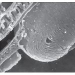 High-resolution Scanning Electron Micrograph of a Retinal Rod