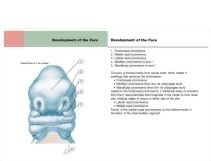 Development of the Face
