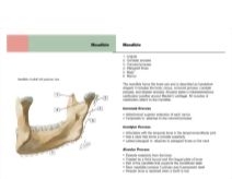 Mandible