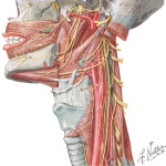 Nerve Supply of the Pharynx