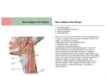 Nerve Supply of the Pharynx