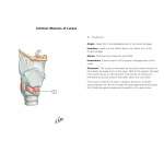 Intrinsic Muscles of Larynx