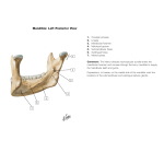 Mandible