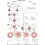 Pathogenesis of Asthma