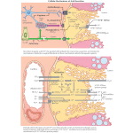 Cellular Mechanisms of Acid Secretion