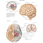 Anatomy of Brain