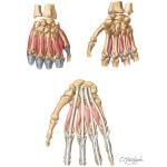 Muscles: Hand and FIngers