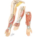 Nerves: Elbow, Wrist, and Hand