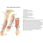 Nerves: Elbow, Wrist, and Hand