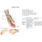 Tendons In the Wrist