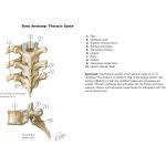 Bony Anatomy of the Thoracic Spine