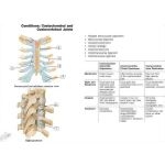 Costochondral and Costovertebral Joints