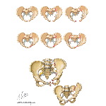 Pelvic Ring